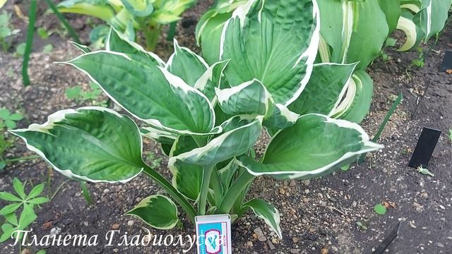 Хоста Karin (Карин)