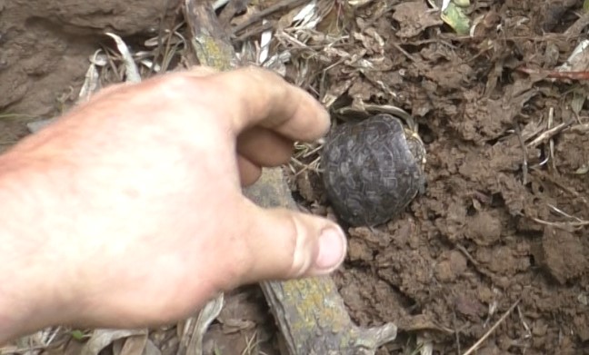 Спасение черепашки. Свинорылы опять не закопали ямы!