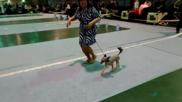 Китайская Хохлатая Собака. Poale Ell Adam.mp4