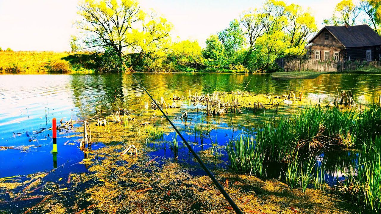 Весь карась на мели, рыбалка весной ловля карася на удочку.