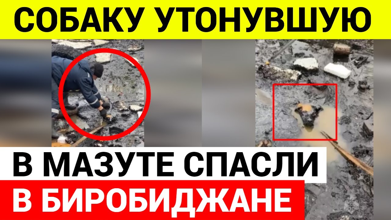 Собаку спасли от страшной смерти в мазутной яме