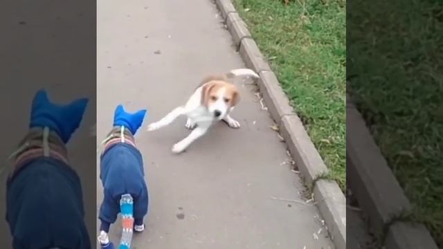 Нам собаки не страшны