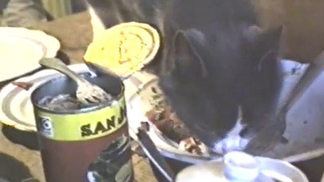 Вася Нахал - Vasya Insolent cat