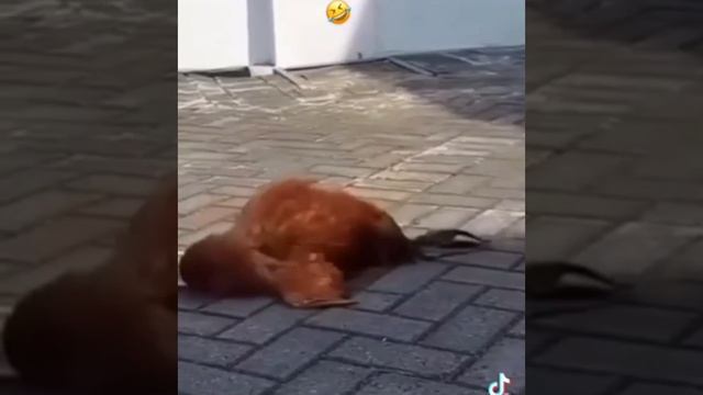 Птица перебрала