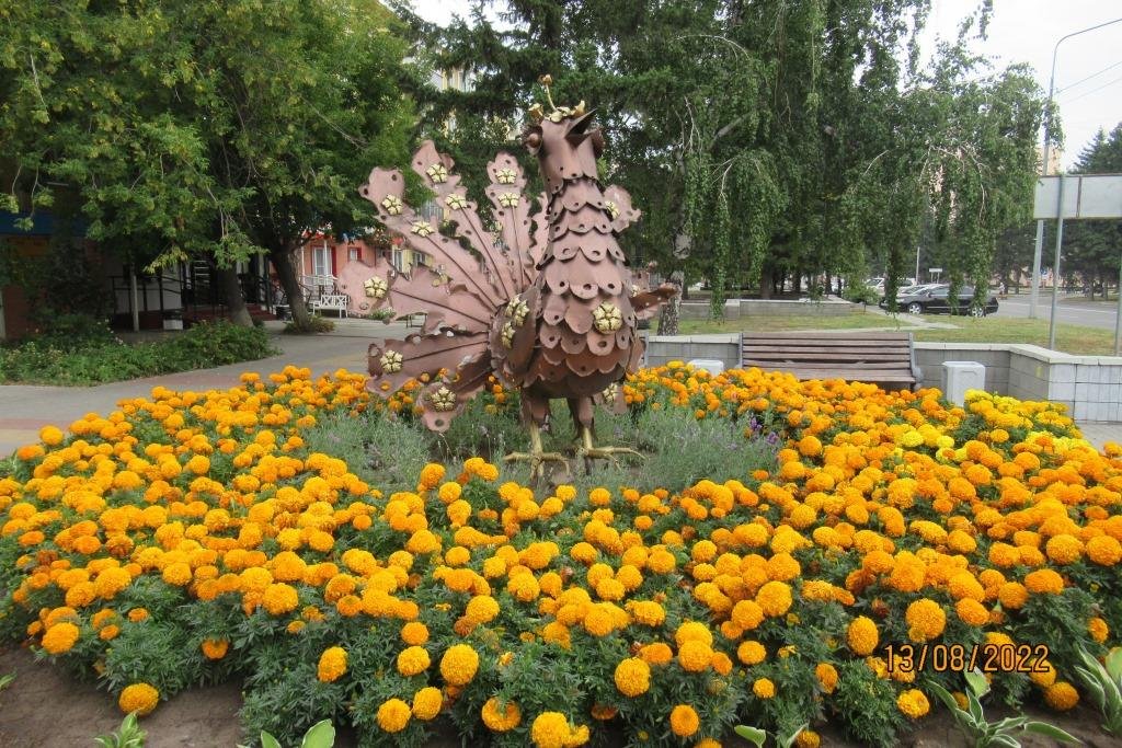 Павлин в Барнауле