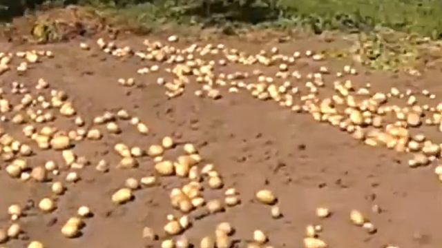 Картофель Горняк..mp4