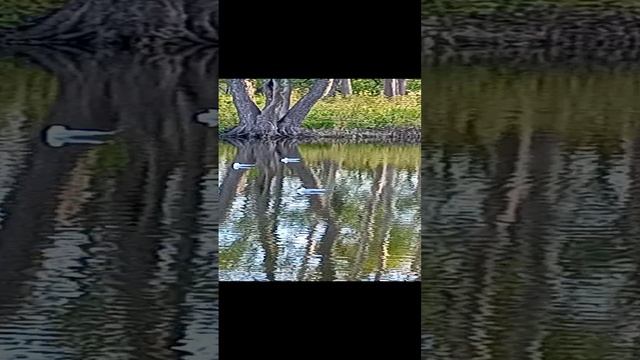 Парк на Крестовском острове , Диво остров