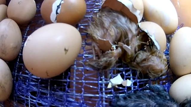 Инкубация при всего 2-х  ручных переворотах яиц в день