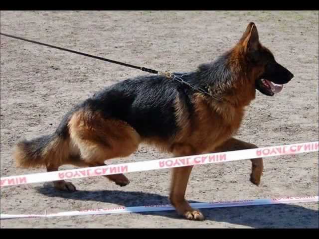Клипы