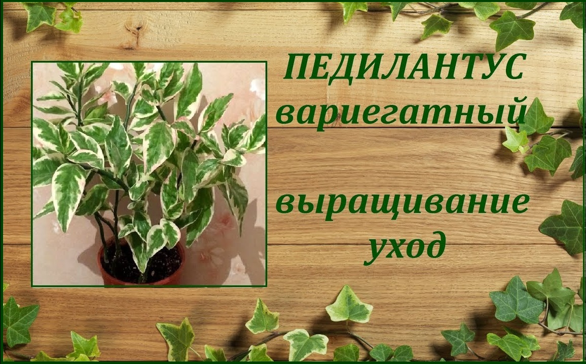 Педилантус титималоидный вариегатный выращивание, уход