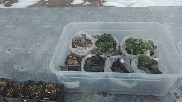 Фриго по деревенски итог