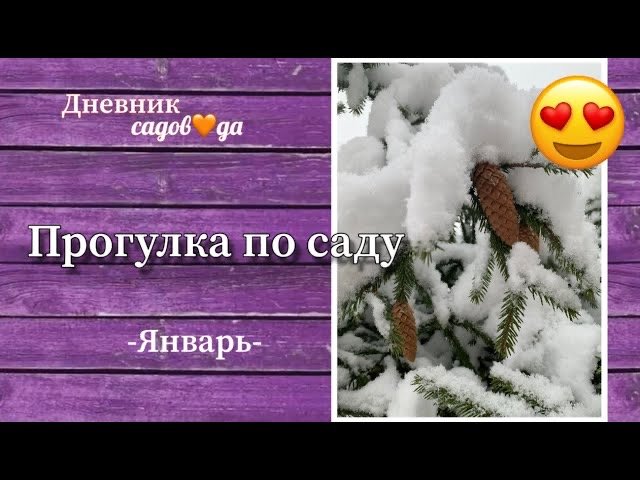 Обзор сада после сильного снегопада. Хвойные. Кустарники. Плодовые. Архив 2021. Дневник садовода