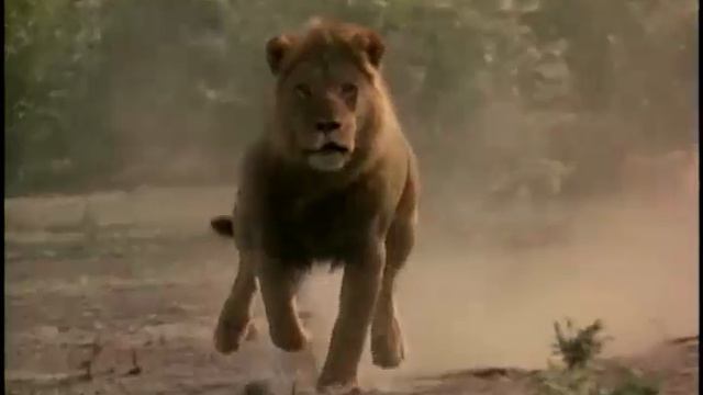 11 The Maasai Teacher