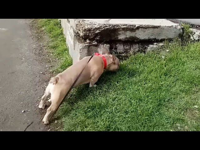 Настоящий март, погода - всё и сразу! Гуляем с Жориком