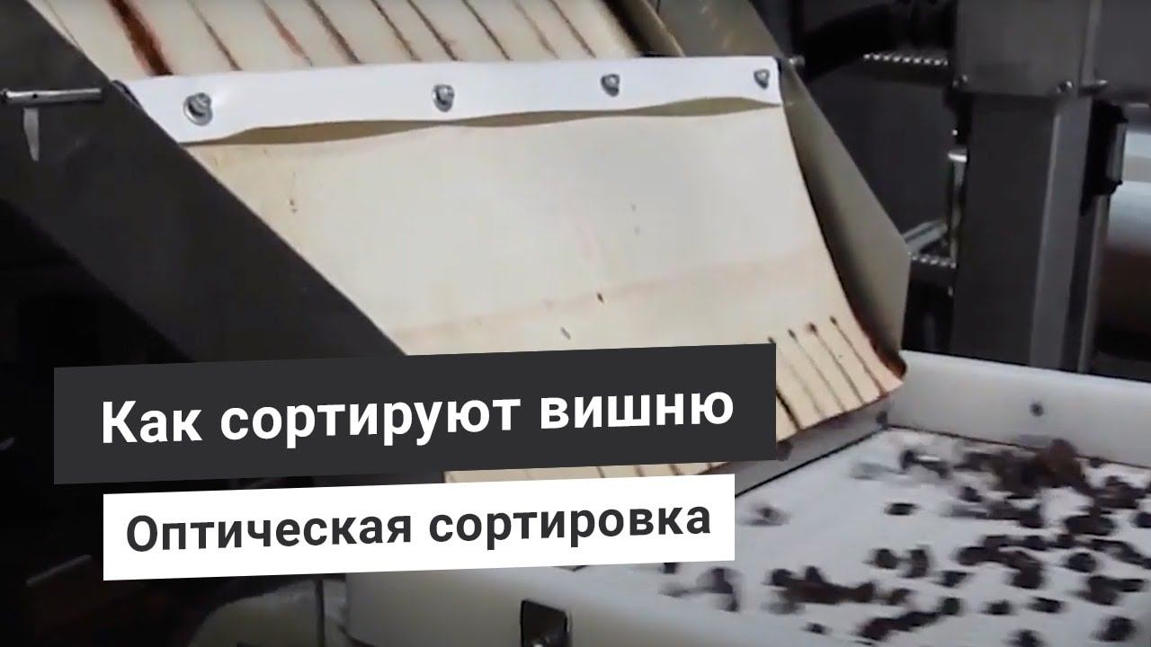 Оптическая сортировка сушеной вишни и черешни: очистка с помощью машины для сортировки Tomra (Томра)