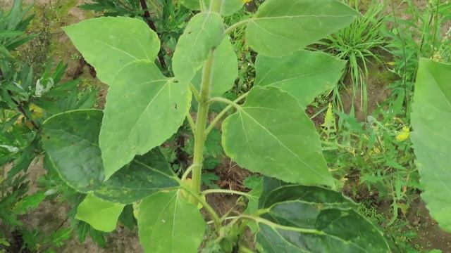 Гусик, подсолнушки со спящим шмеликом - Кемерово