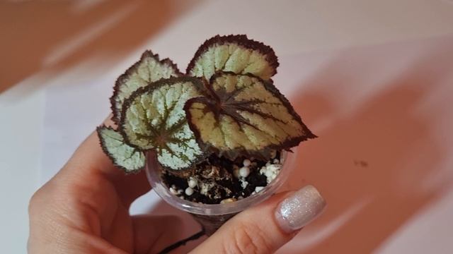 Бегонии Екатеринбург