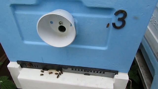 июнь на пасеке - почему пчелы были добрыми и вдруг стали злыми, возможные причины.