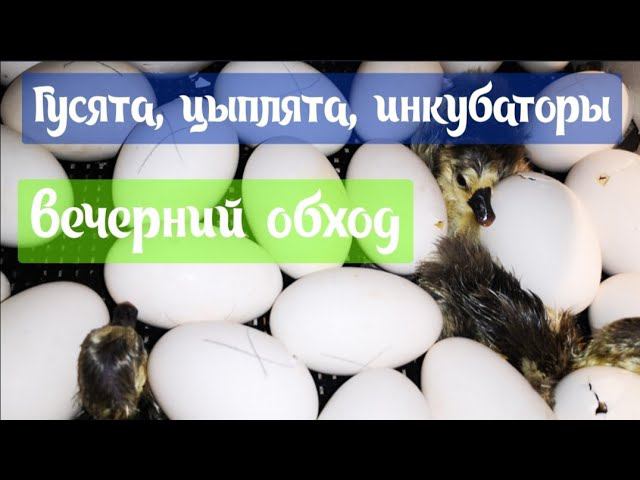 Гусята, инкубаторы, цыплята - вечерний обход