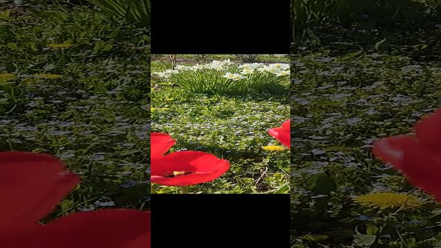 весенние цветы в саду