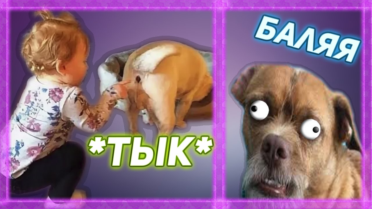 Подборка смешных котов и собак для хорошего настроения! ?