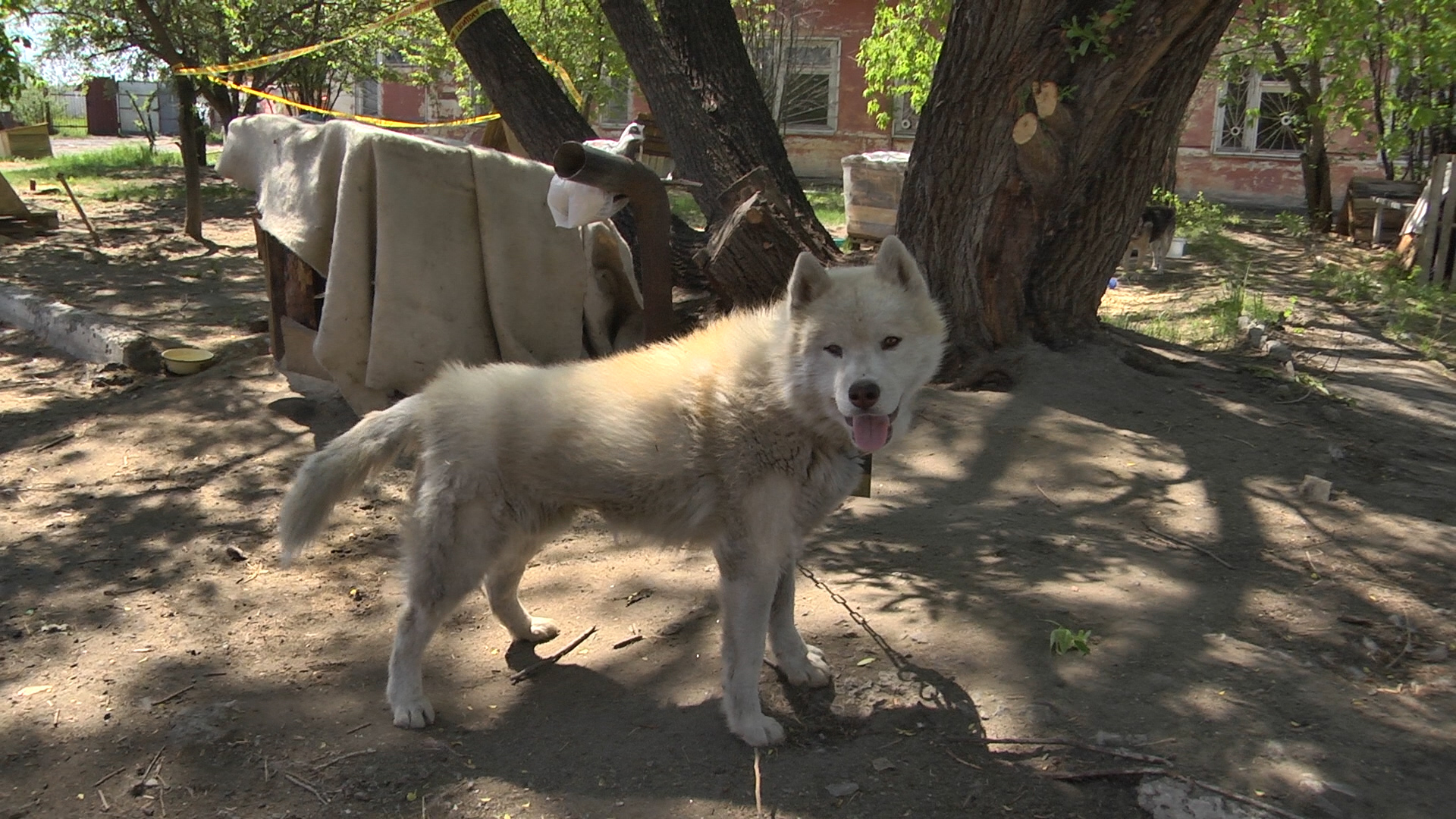 Спасённые во время паводка собаки Кургана ждут новых и прежних хозяев