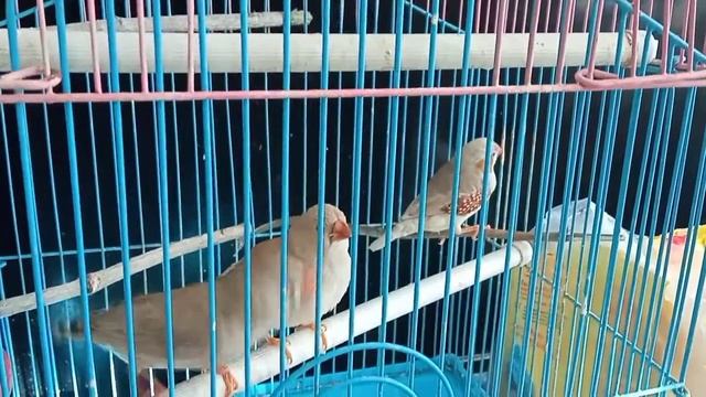 Наши амадины//птенцы