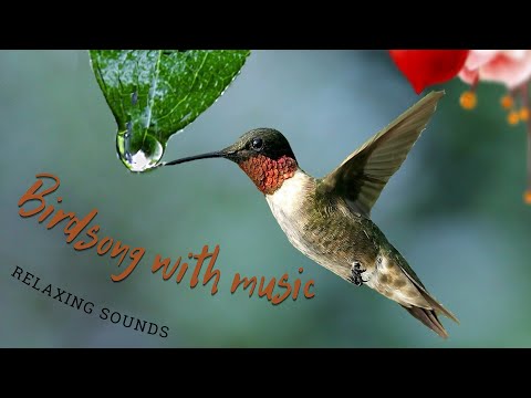 Relaxing Sounds - Пение птиц под музыку