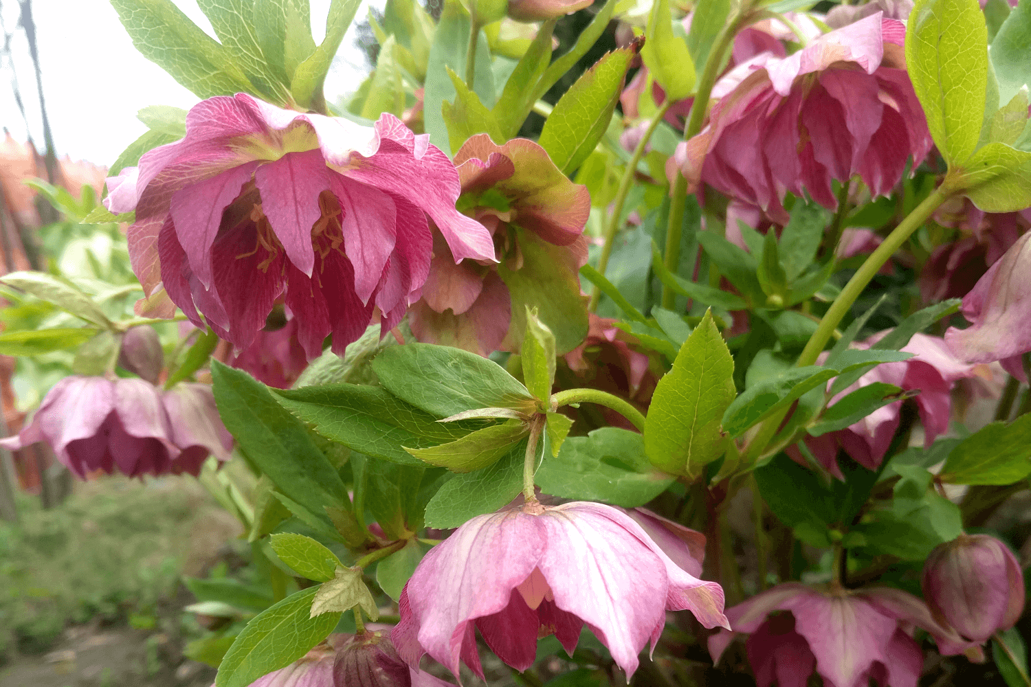 Морозник, Геллеборус или Зимовник. Как обрезать весной? (Helleborus)