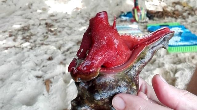 СЕЙШЕЛЫ. ГРАЦИЯ