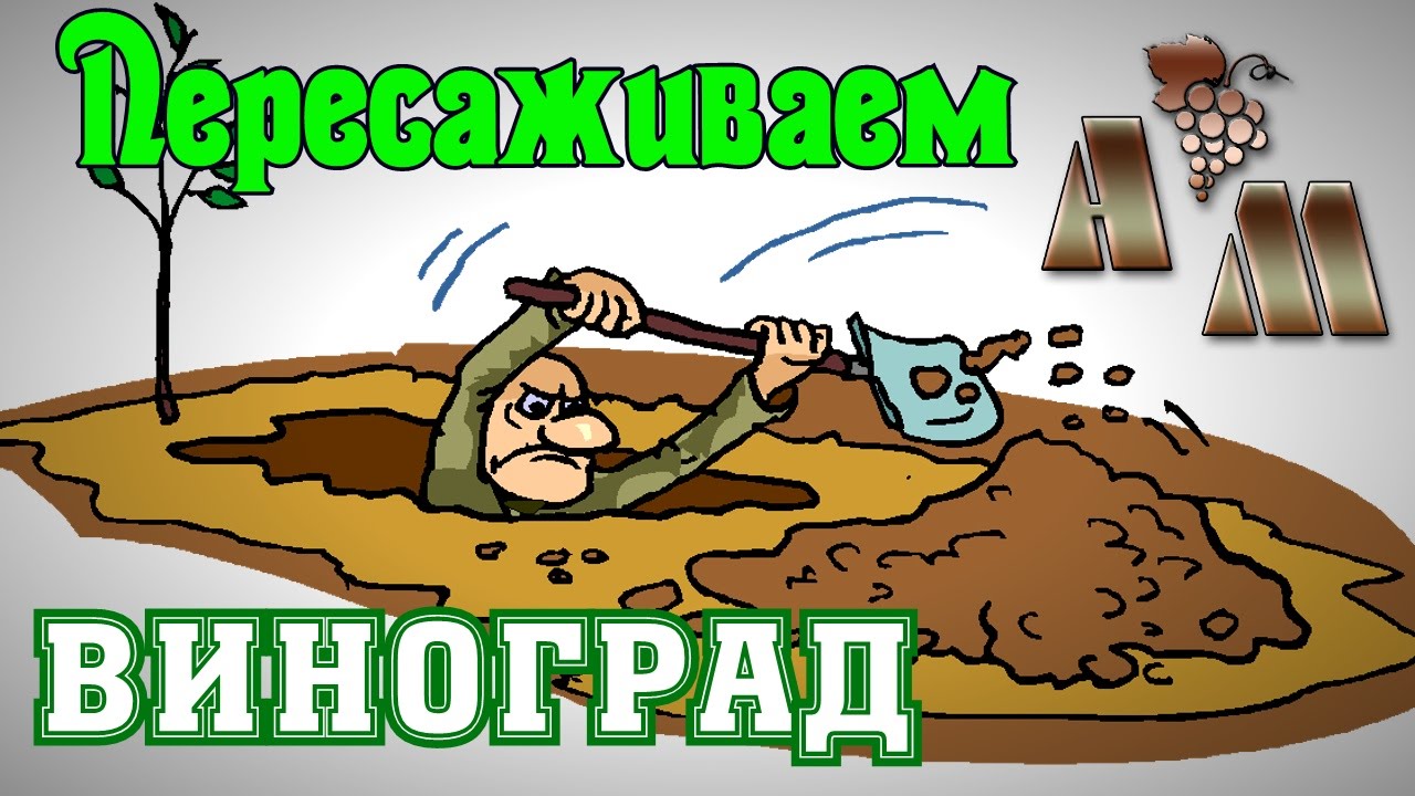 ? Как пересадить взрослый куст винограда?