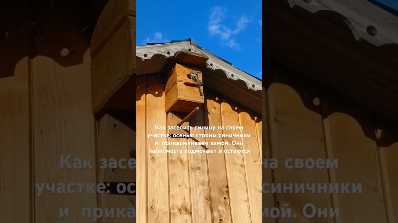 Как заселить у себя синиц.Работа была проделана еще с осени.Результат - скоро вылет птенцов!#синица