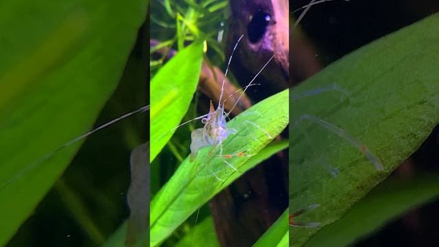 Смотреть креветку #макробрахиум на рутуб