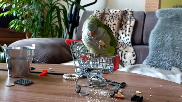 Попугай Яшка и печенька.