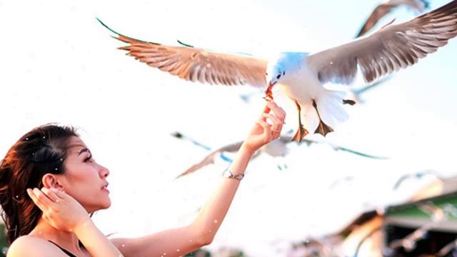 Как решить проблемы смотря на птиц.откуда у нас так много проблем.