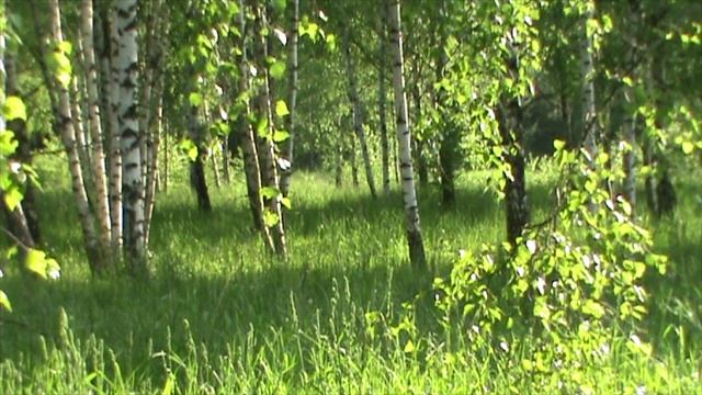 Поход выходного дня. Летний фритюр шашлык