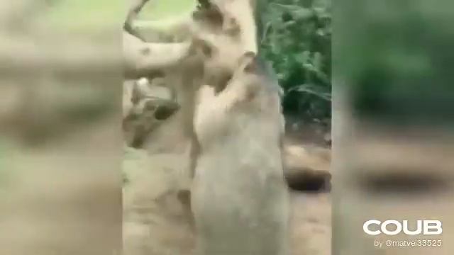 Звери дерутся