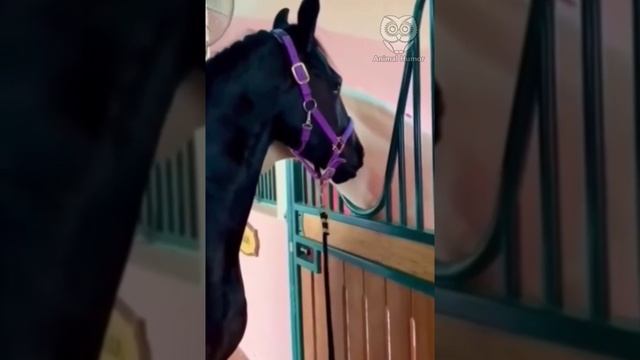 Это настоящая любовь!