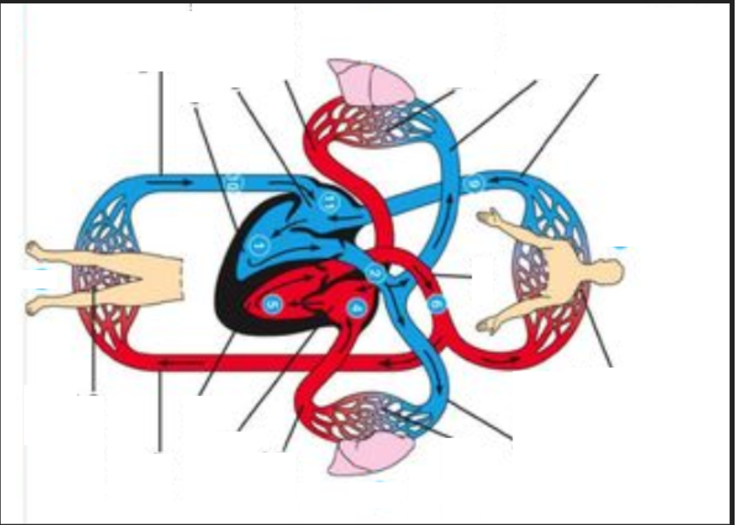 Осознание КРОВООБМЕНА! Диафрагма!.mp4