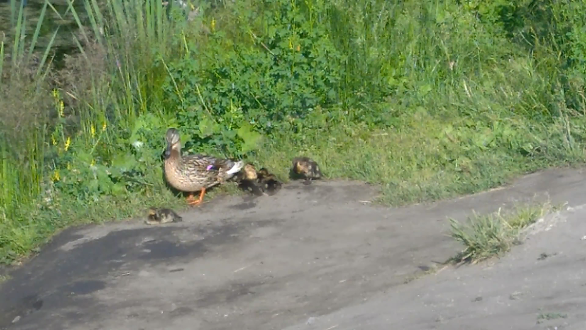 Утиные истории