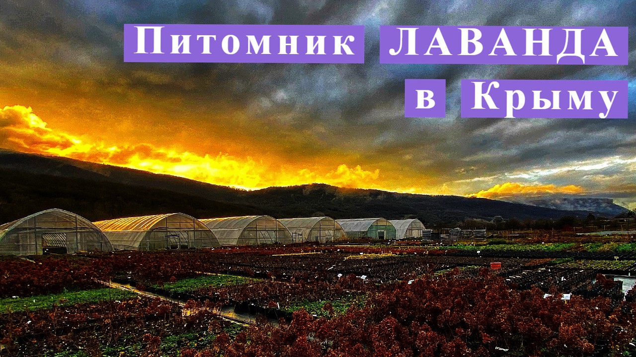 Питомник Лаванда в Крыму февраль 2023
