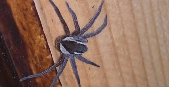 Паук охотник каемчатый. Арахнид из Подмосковья!