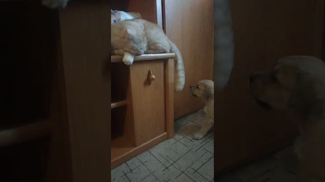 кот тролит щенка