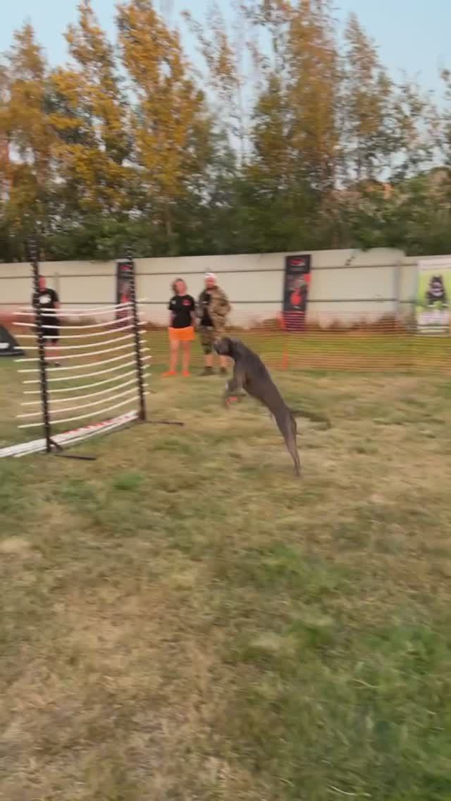 Прайтер Арчи - Орел