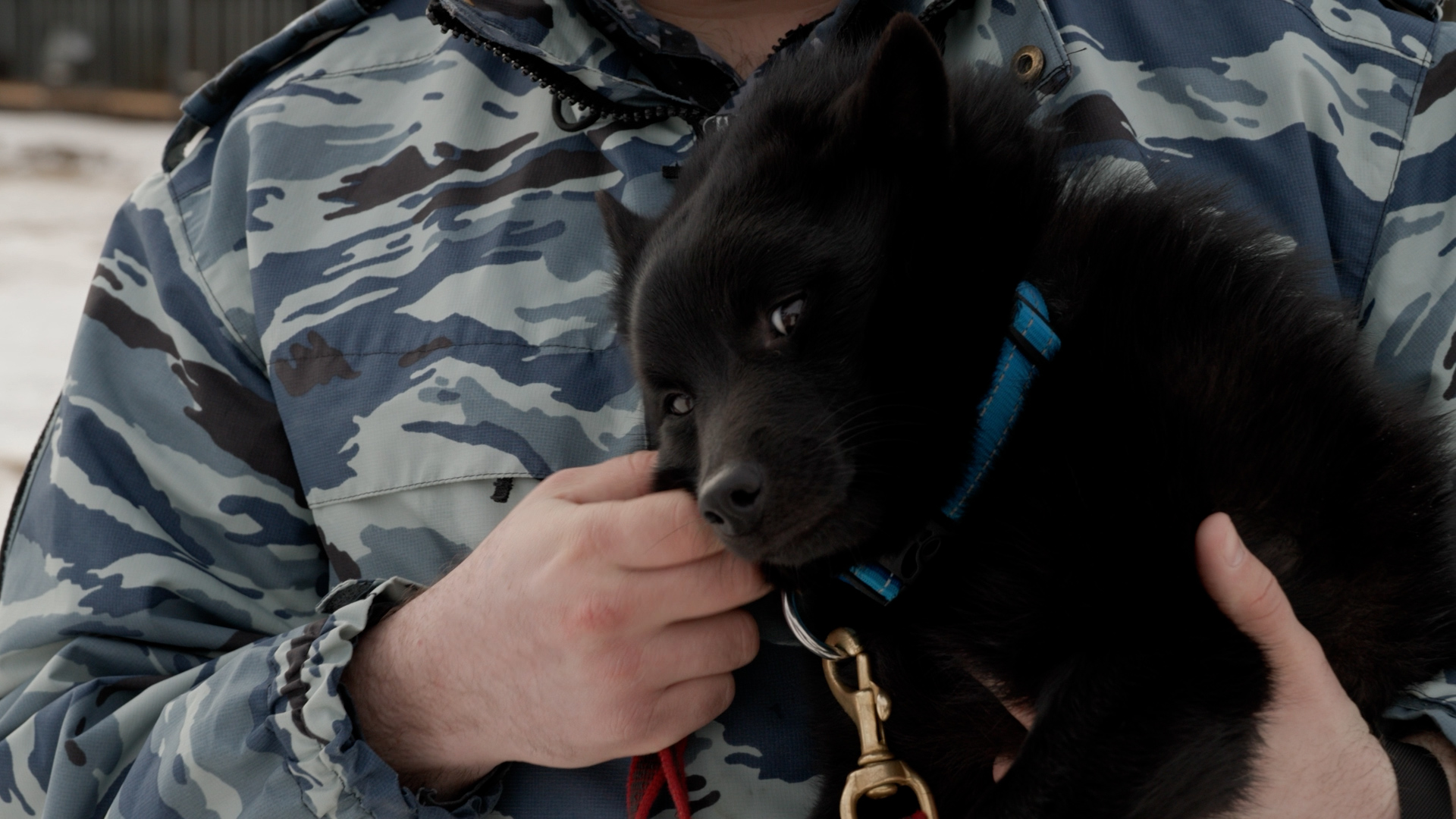 Усы. Лапы. Хвост. Малыш на службе