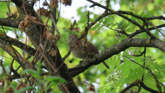 Соловей 2024_#3, Крылатское, 18 мая 2024, вечер