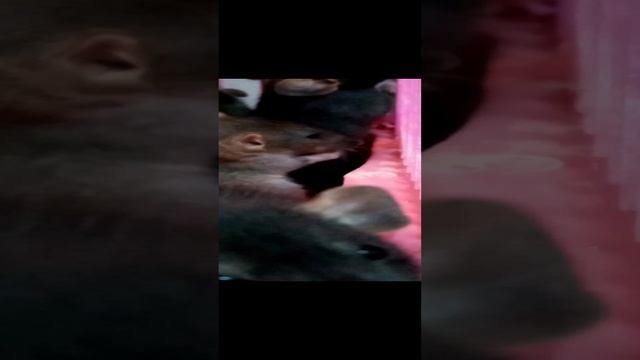 Наказали крысят - поставили в угол?