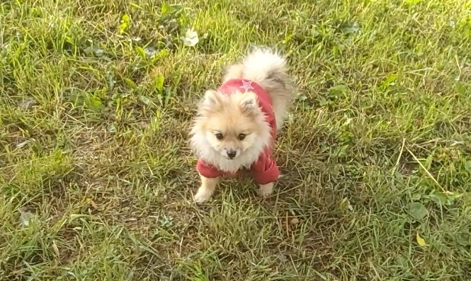 Пушистый щенок шпиц на прогулке.