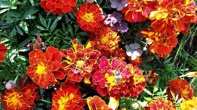 Тихое пламя осенних цветов. Пермь. Сентябрь 2024г.