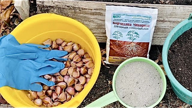 Сажаю озимый чеснок.